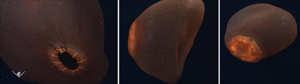 Deepstaria Enigmatica : l'étrange créature sous-marine était une méduse ...