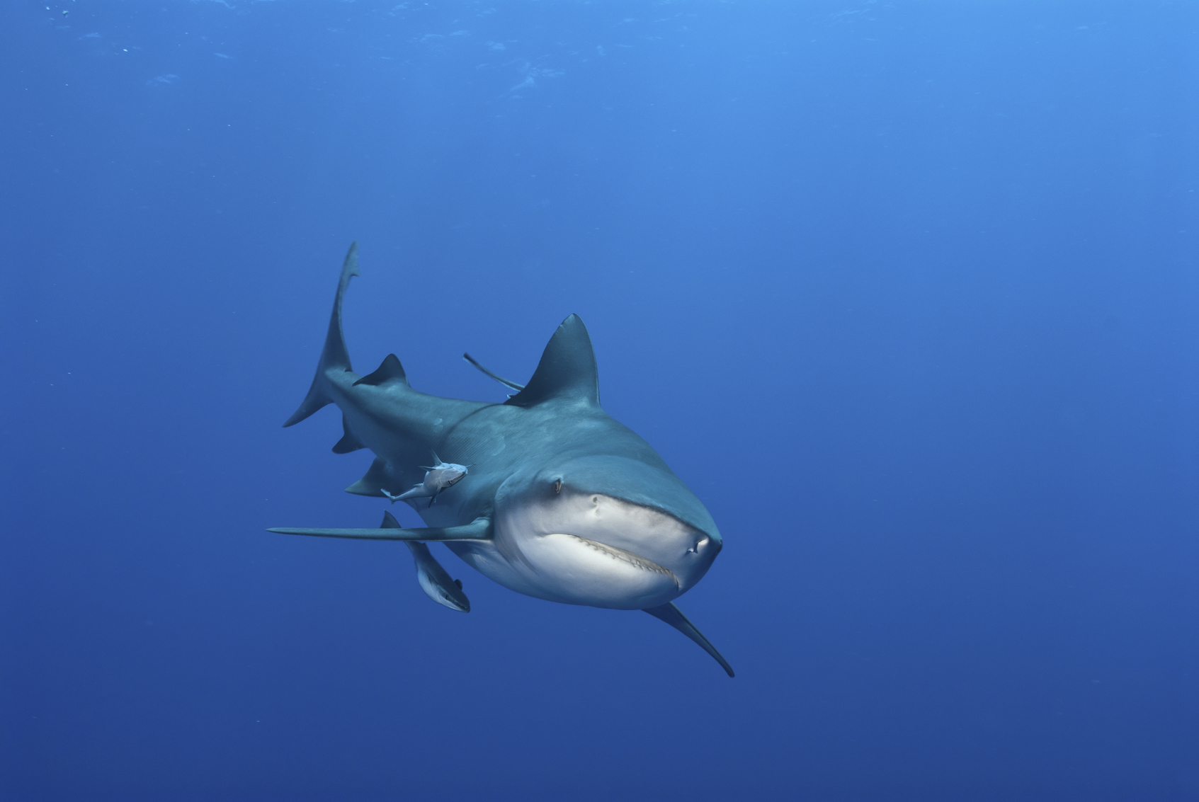 Attaque de Requin sur un surfeur à Boucan Canot à La Réunion